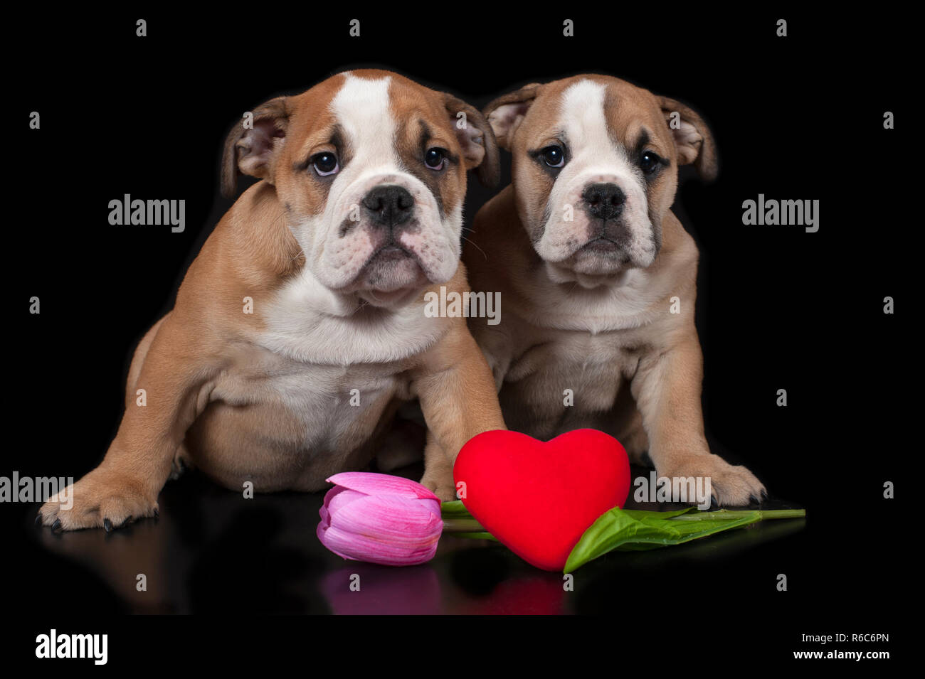 Two English bulldog puppies Stock Photo - Alamy