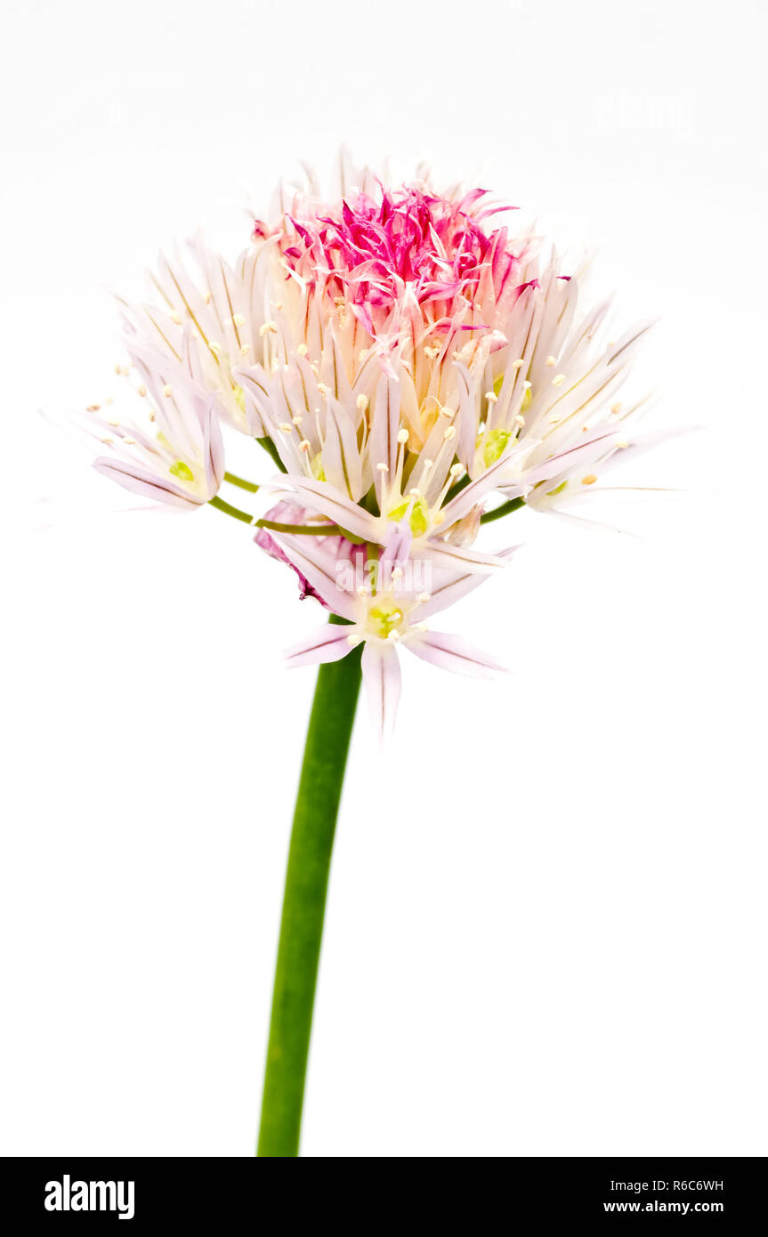 Chinese chive flowers hi-res stock photography and images - Alamy