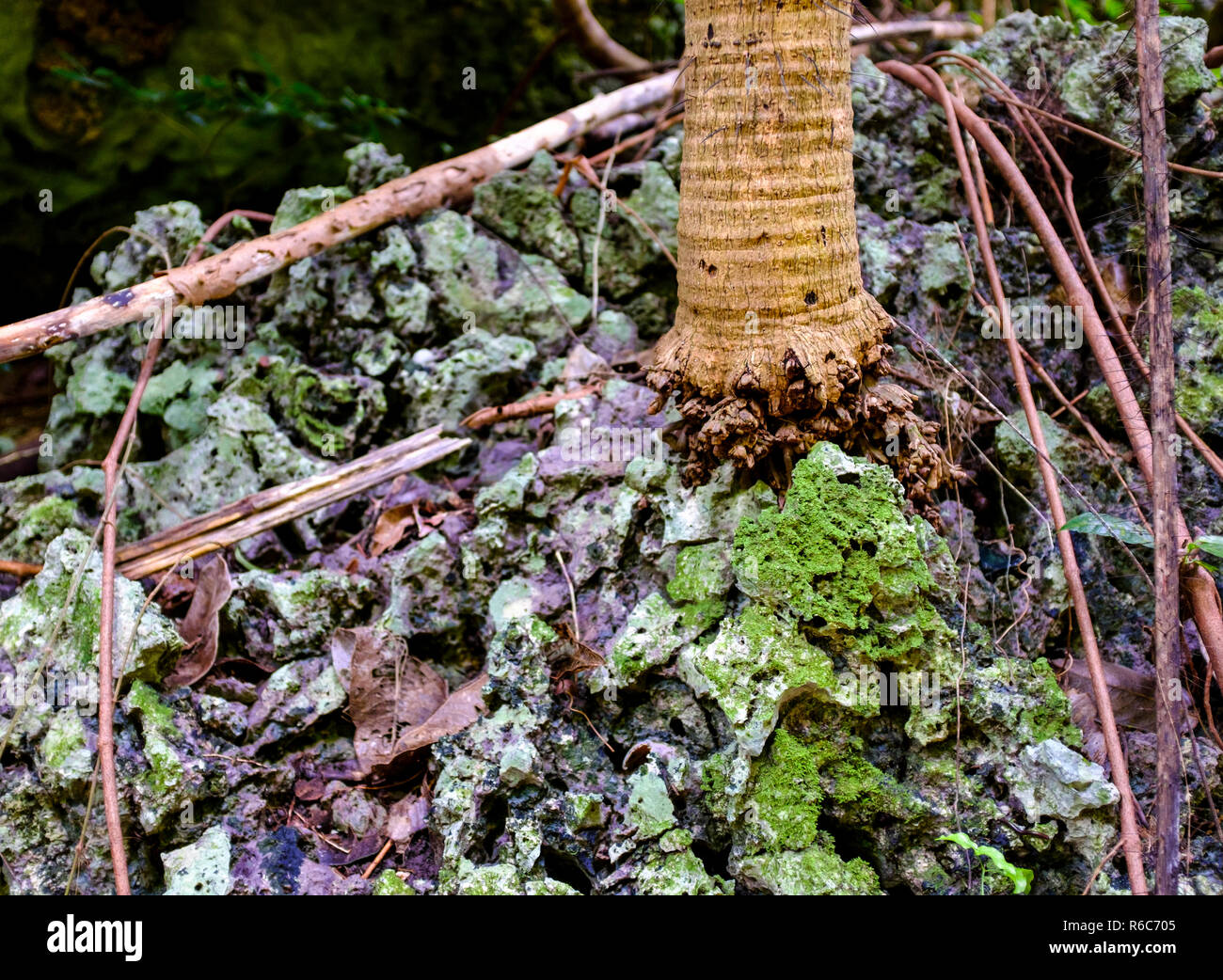 A walk through the lush jungle and limestone cliffs of Welchman Hall ...