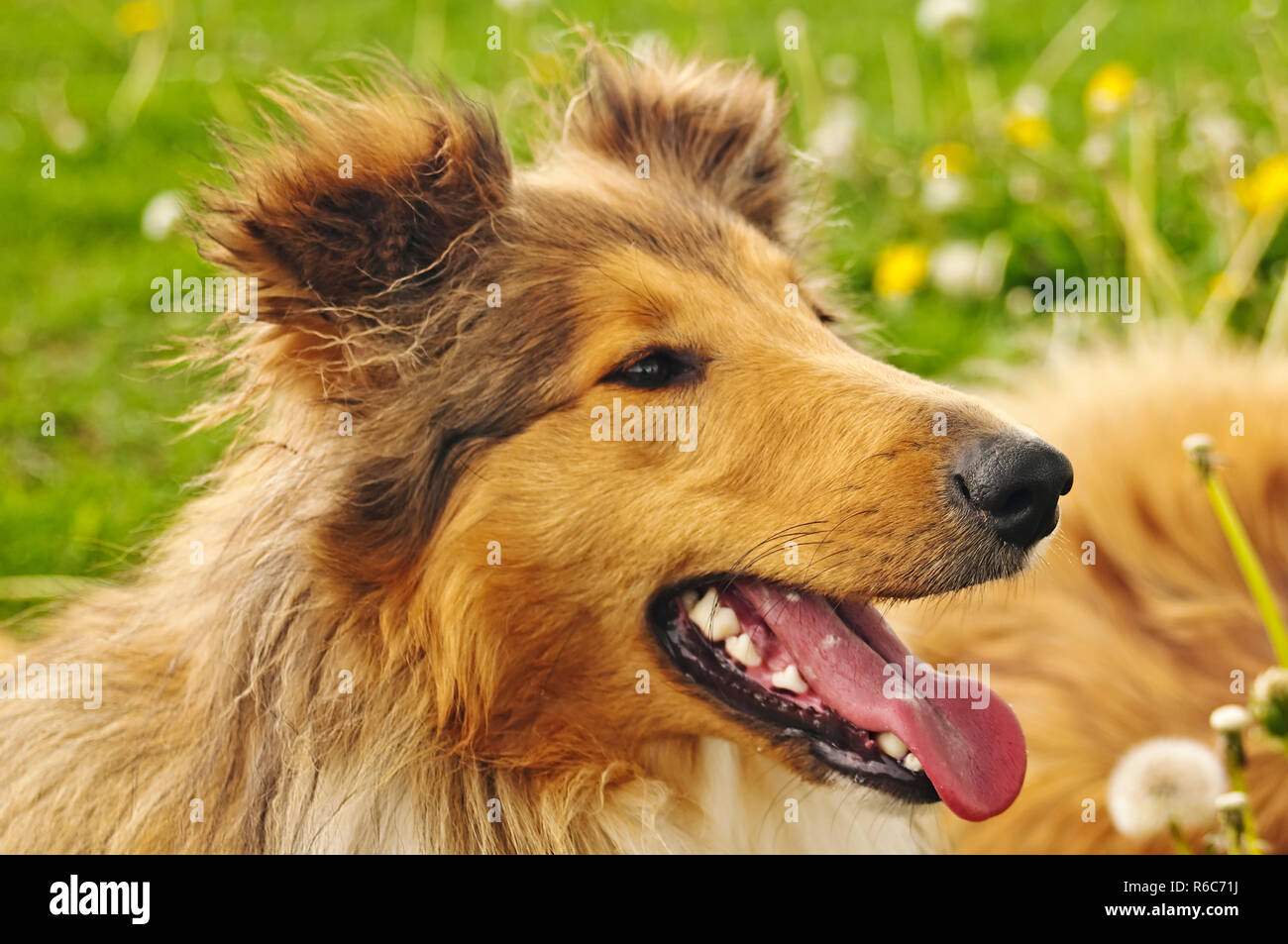 Collie dark sable hi-res stock photography and images - Alamy