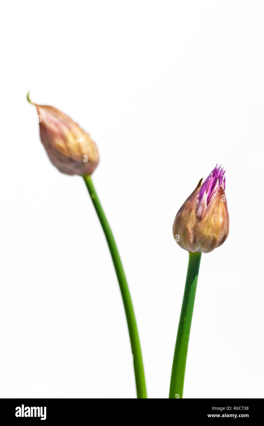 Chinese chive flowers hi-res stock photography and images - Alamy