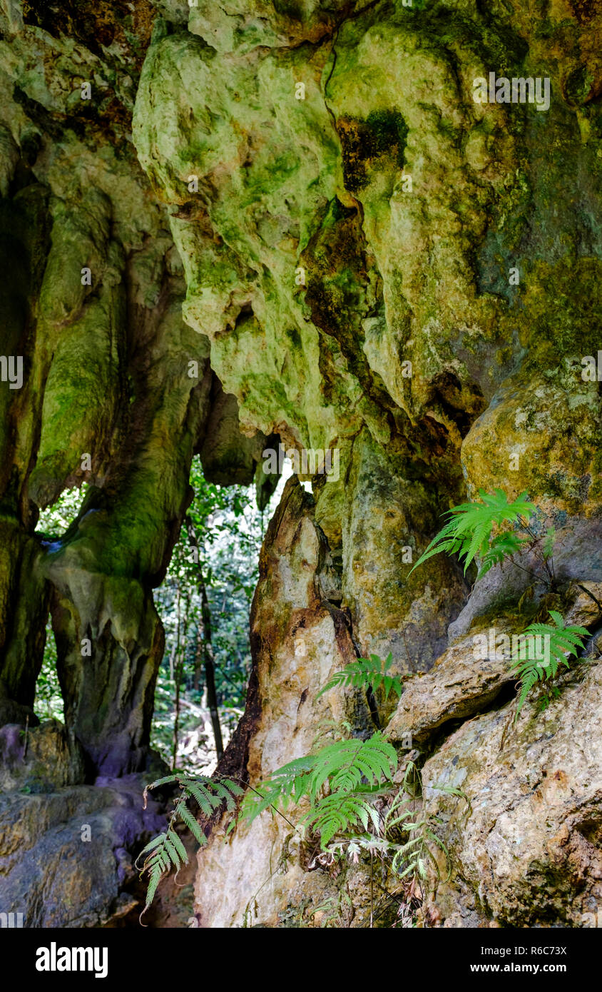 A walk through the lush jungle and limestone cliffs of Welchman Hall ...