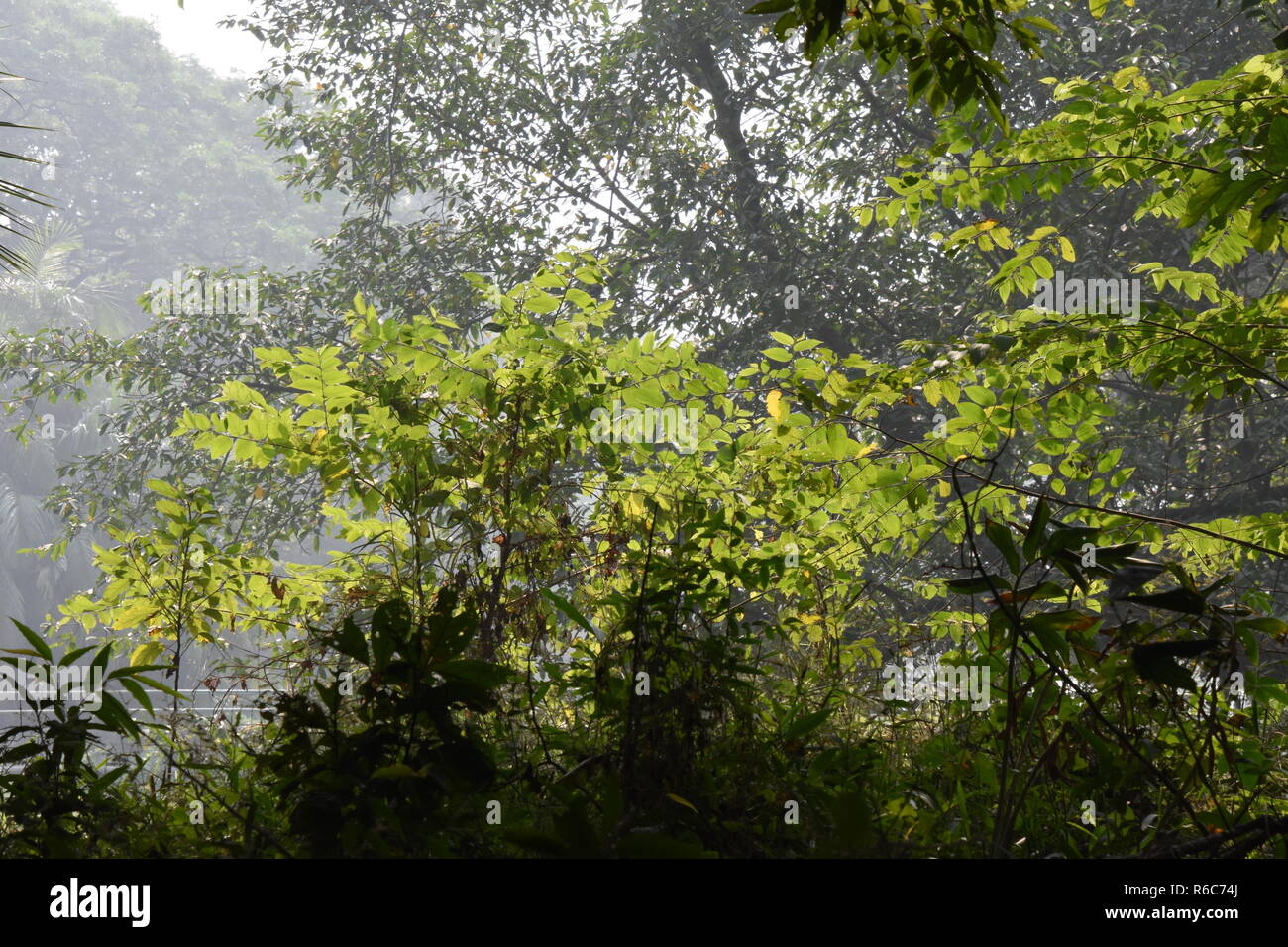 Landscape of the AJC Bose Indian Botanic Garden, Howrah, Kolkata, India ...
