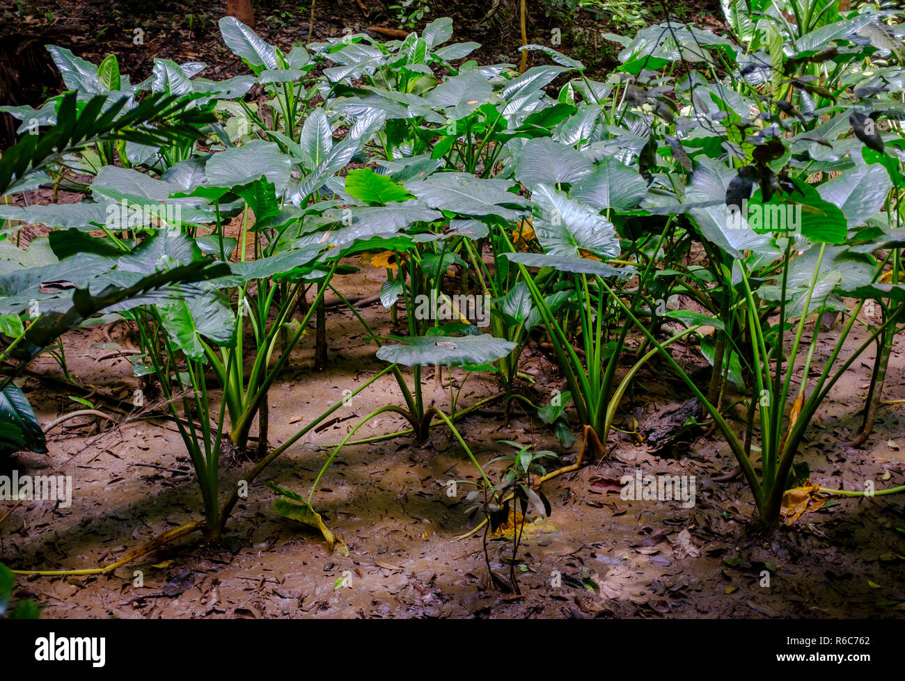 A walk through the lush jungle and limestone cliffs of Welchman Hall ...