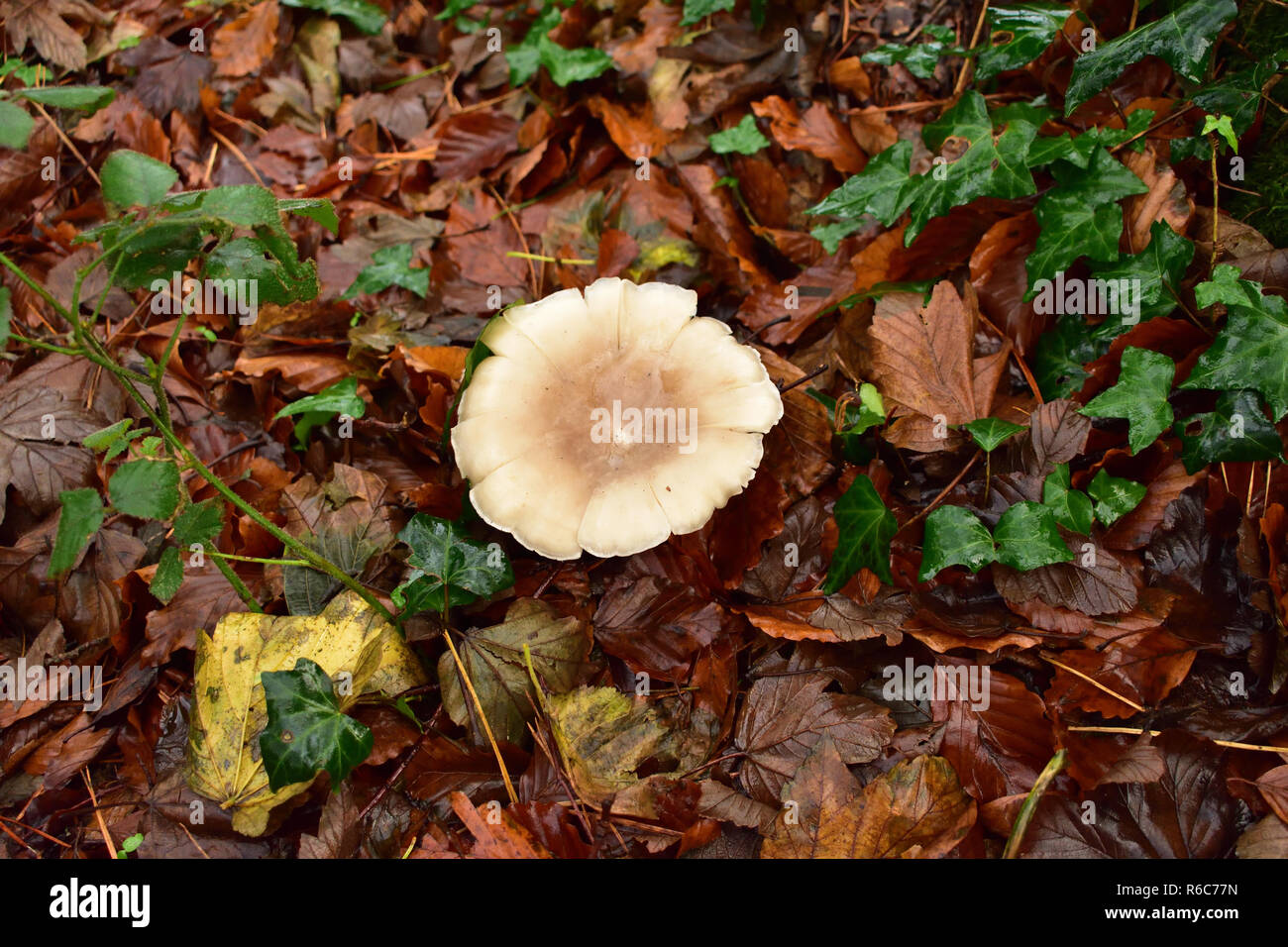Autumn Fungus in a Woodland Stock Photo - Alamy