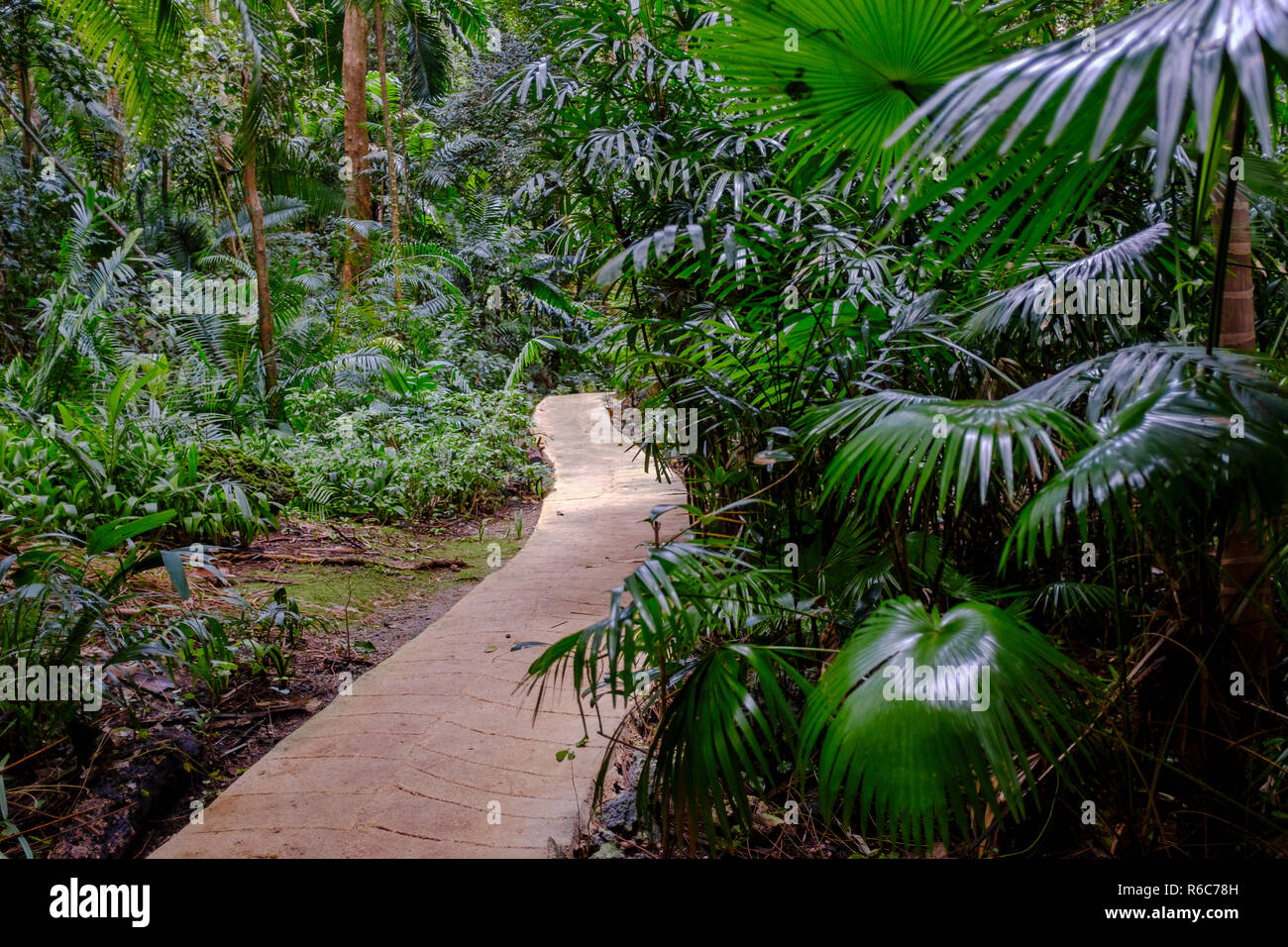 A walk through the lush jungle and limestone cliffs of Welchman Hall ...