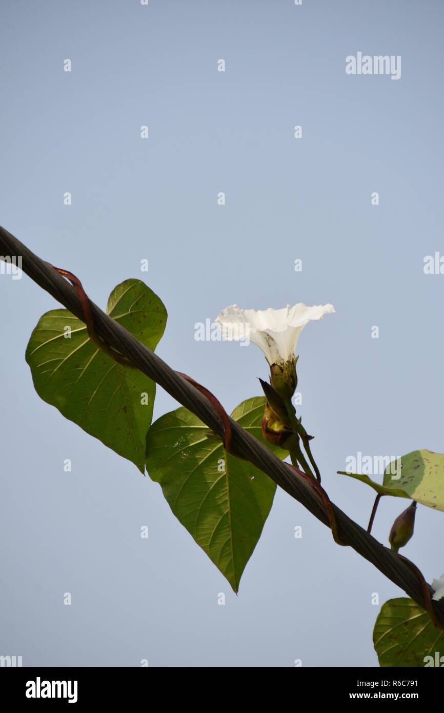 Tropical white jungle flower at the AJC Bose Indian Botanic Garden ...