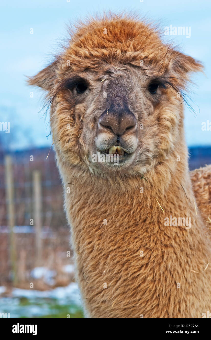 Male alpaca hi-res stock photography and images - Alamy