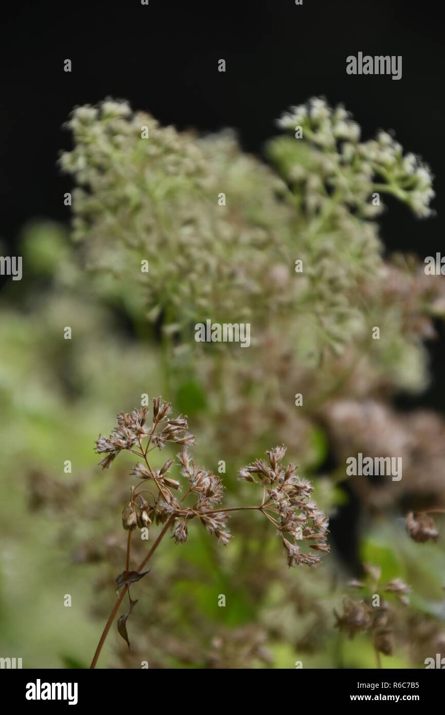Tropical decorative jungle flowers at the AJC Bose Indian Botanic ...