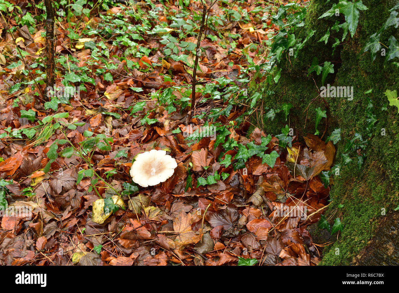 Woodland fungi scene hi-res stock photography and images - Alamy