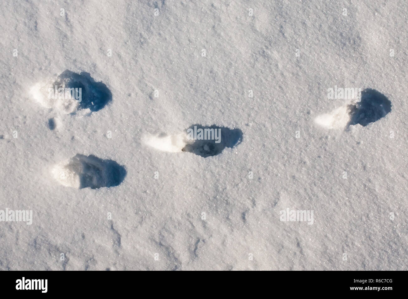Rabbit track hi-res stock photography and images - Alamy