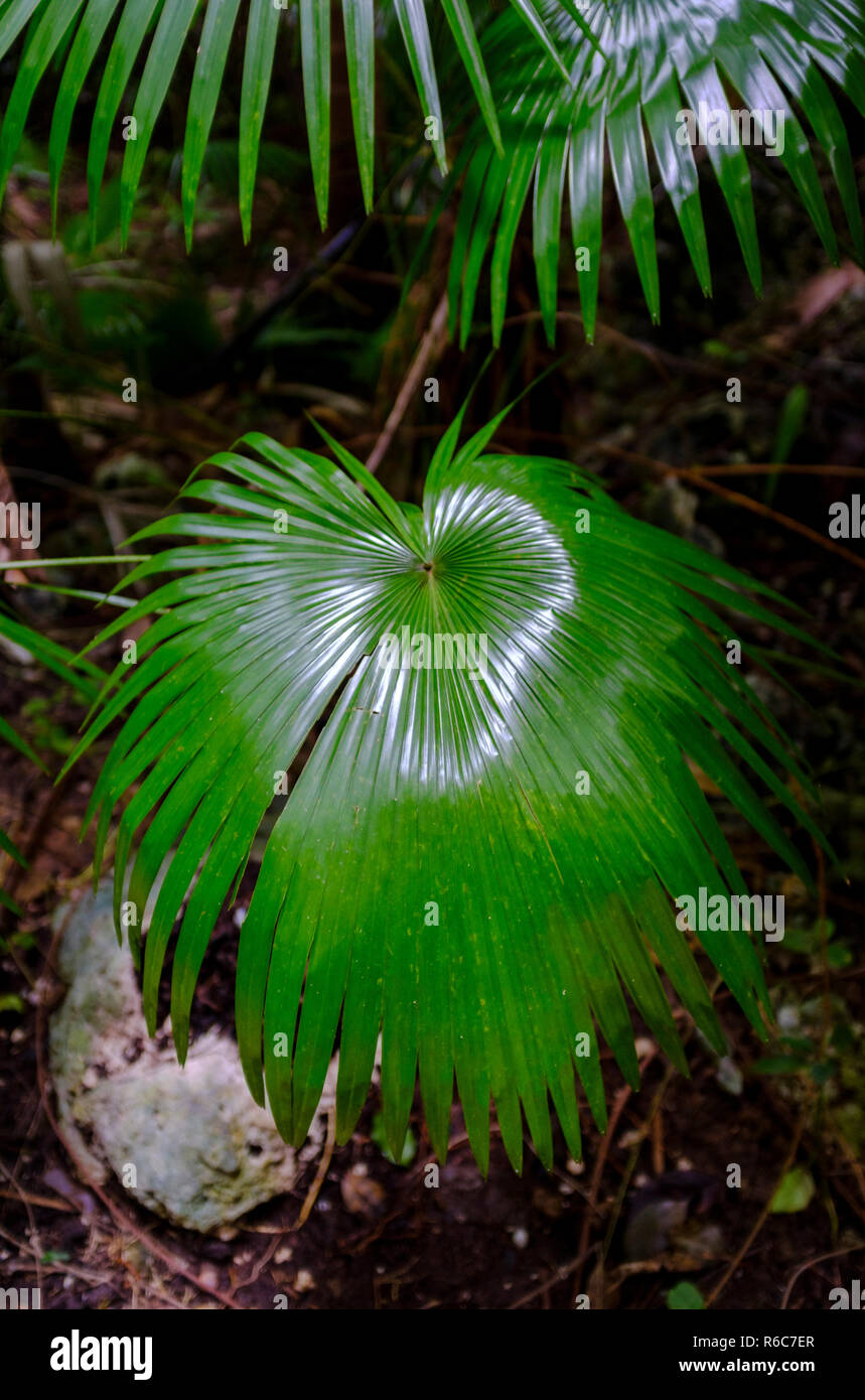 A walk through the lush jungle and limestone cliffs of Welchman Hall ...