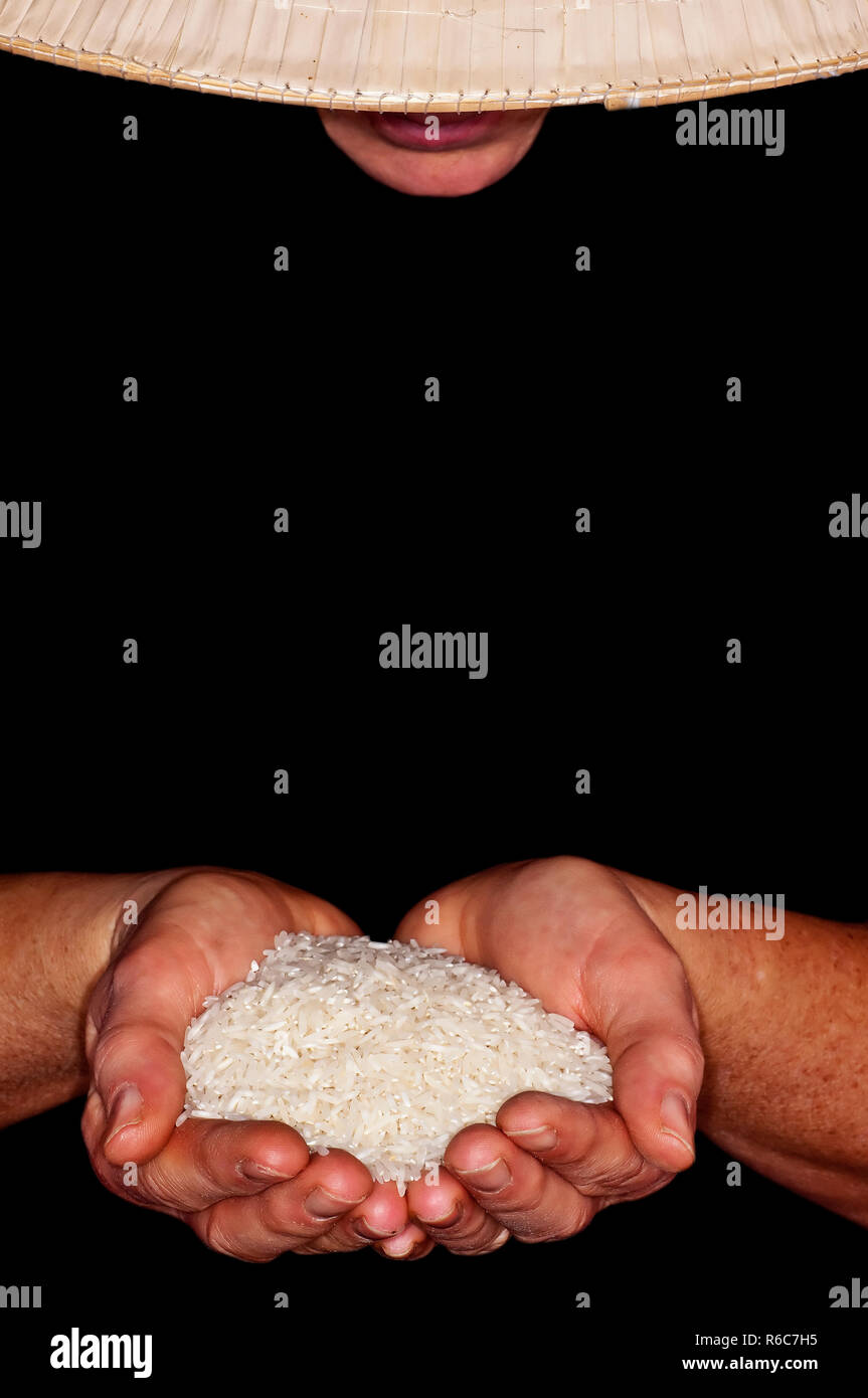 China white rice farmer hand hi-res stock photography and images - Alamy