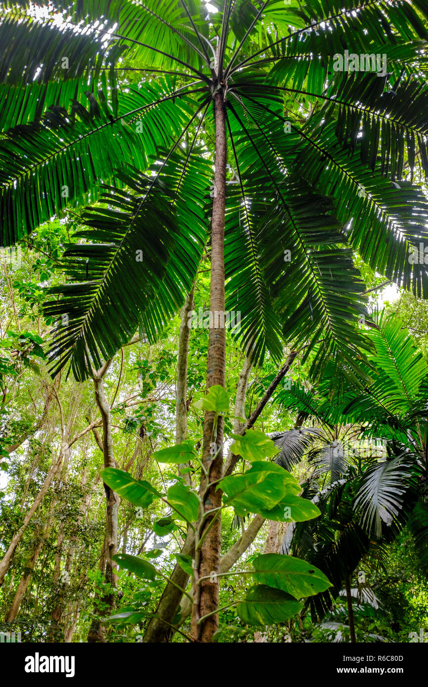 A walk through the lush jungle and limestone cliffs of Welchman Hall ...