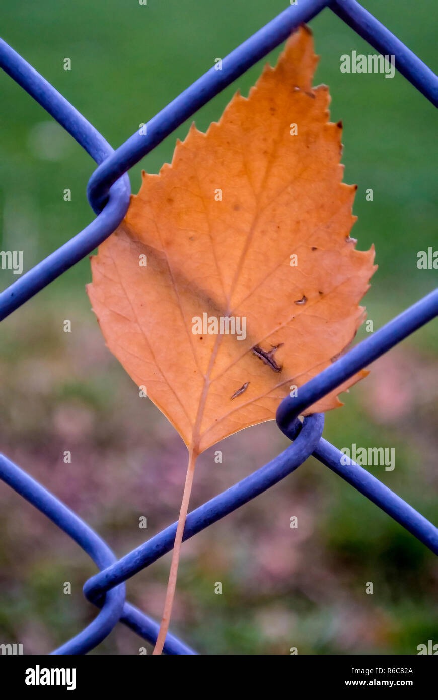 Painted soft maple hi-res stock photography and images - Alamy