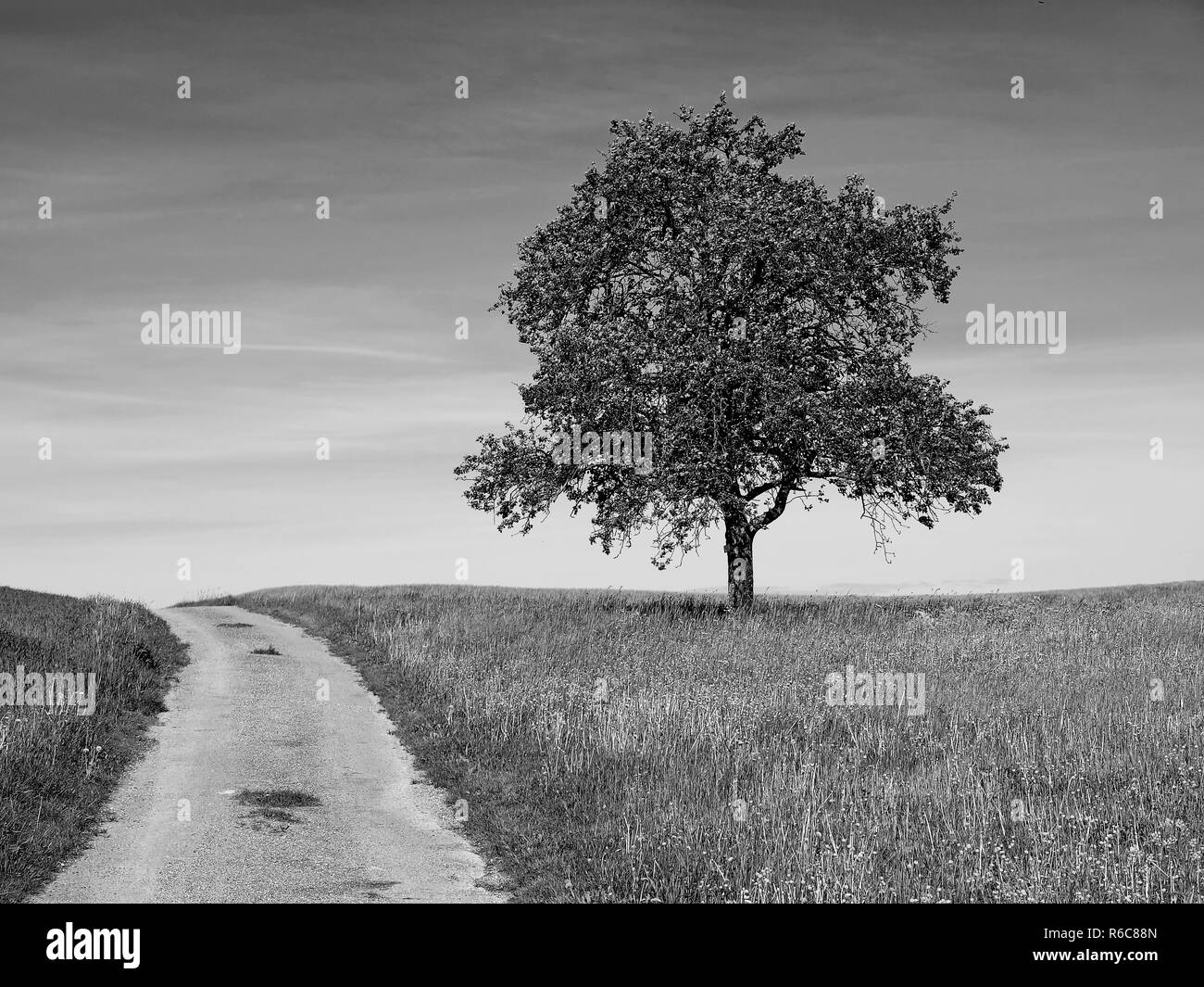 Tree On A Way Stock Photo - Alamy