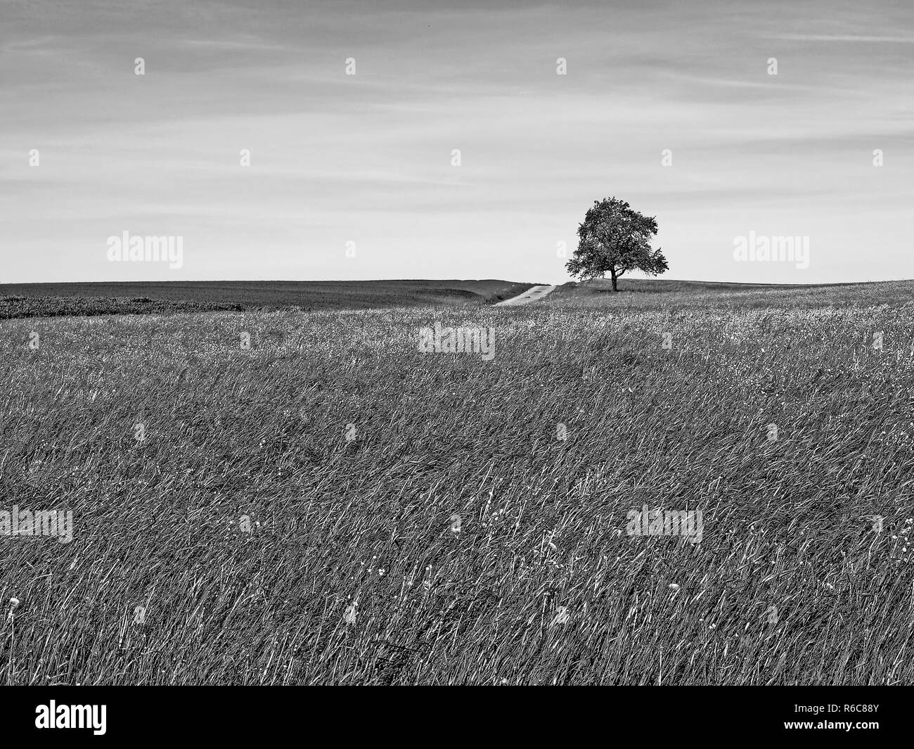 Tree On A Field Stock Photo - Alamy