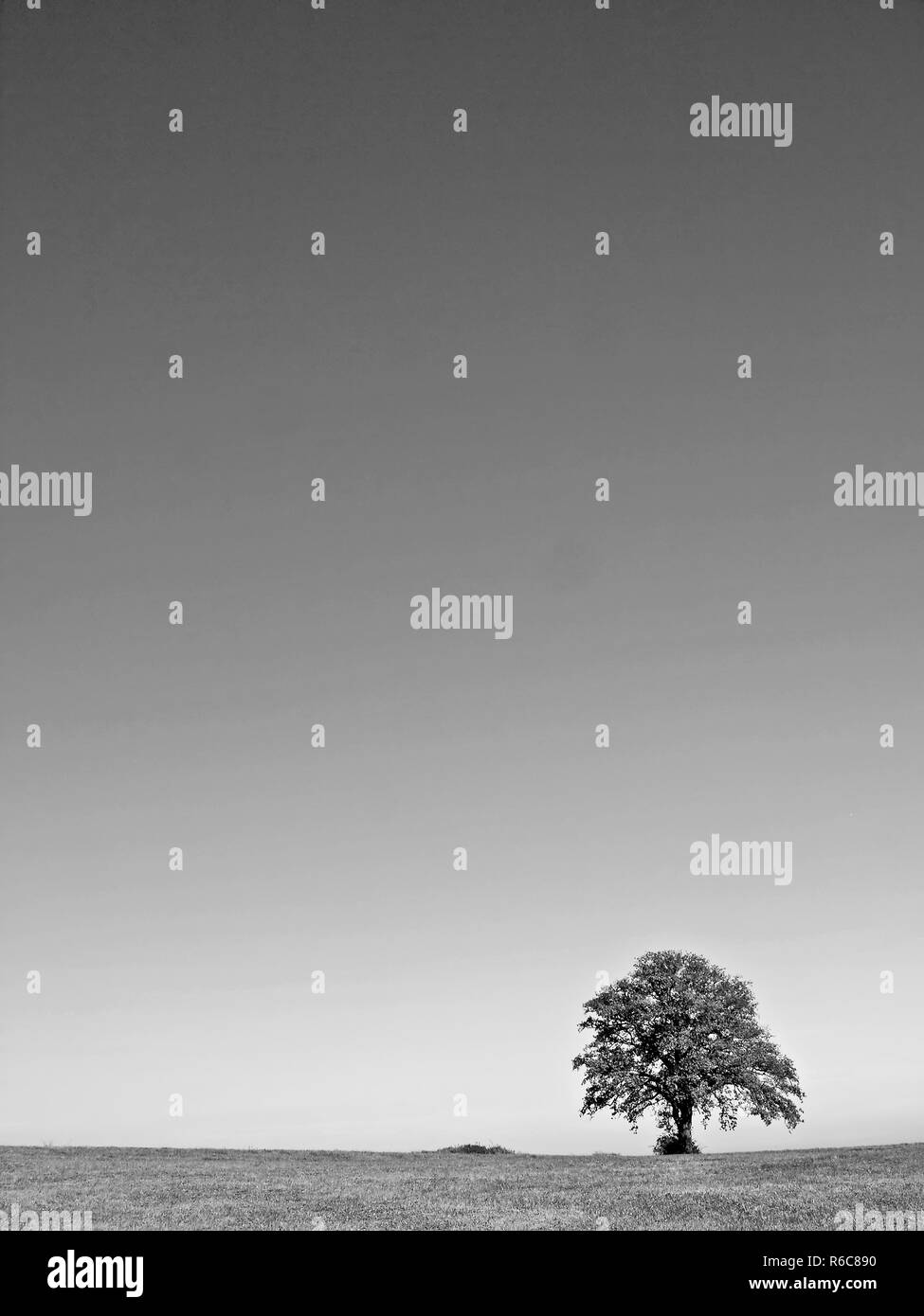 Survival tree Black and White Stock Photos & Images - Alamy