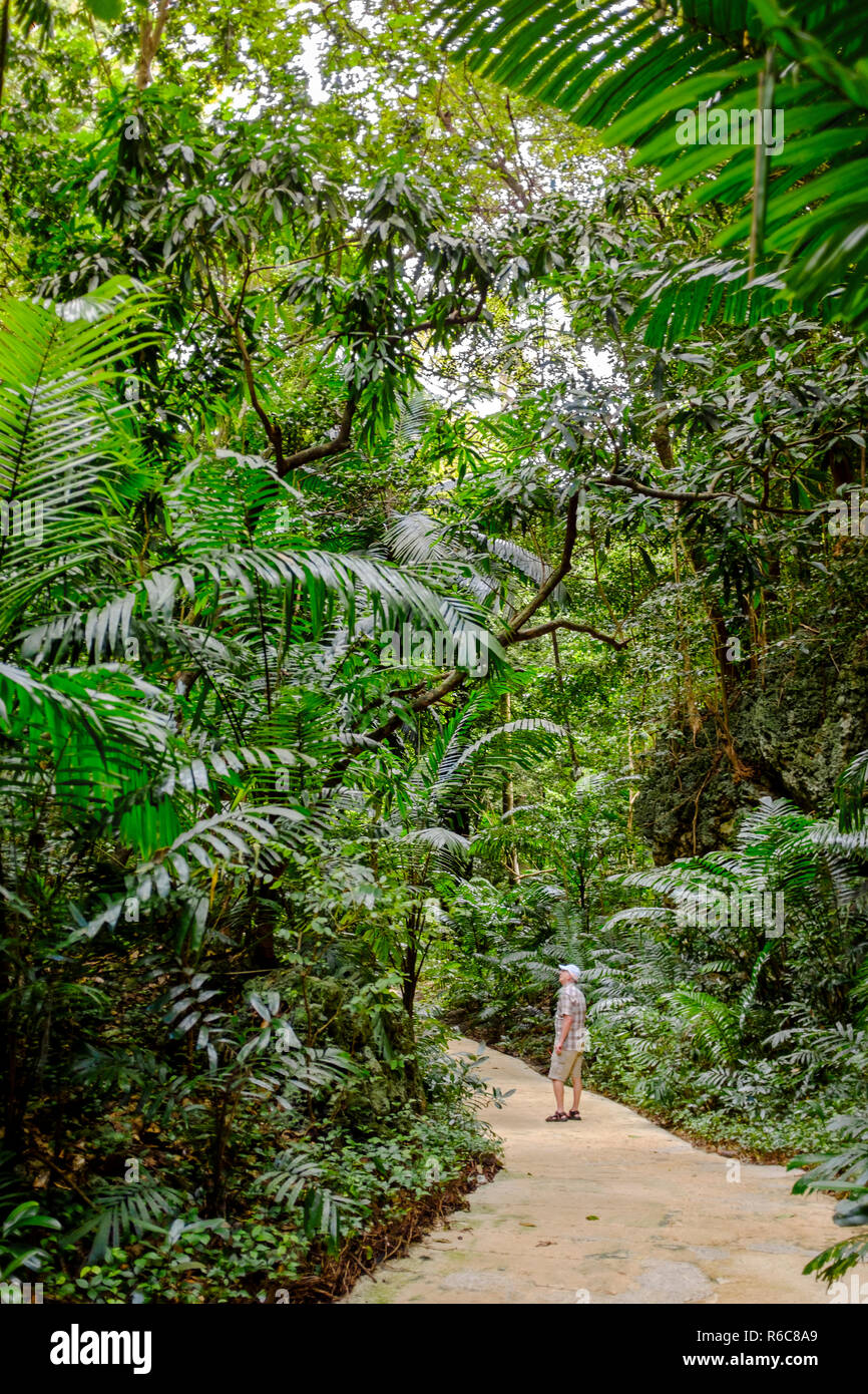A walk through the lush jungle and limestone cliffs of Welchman Hall ...