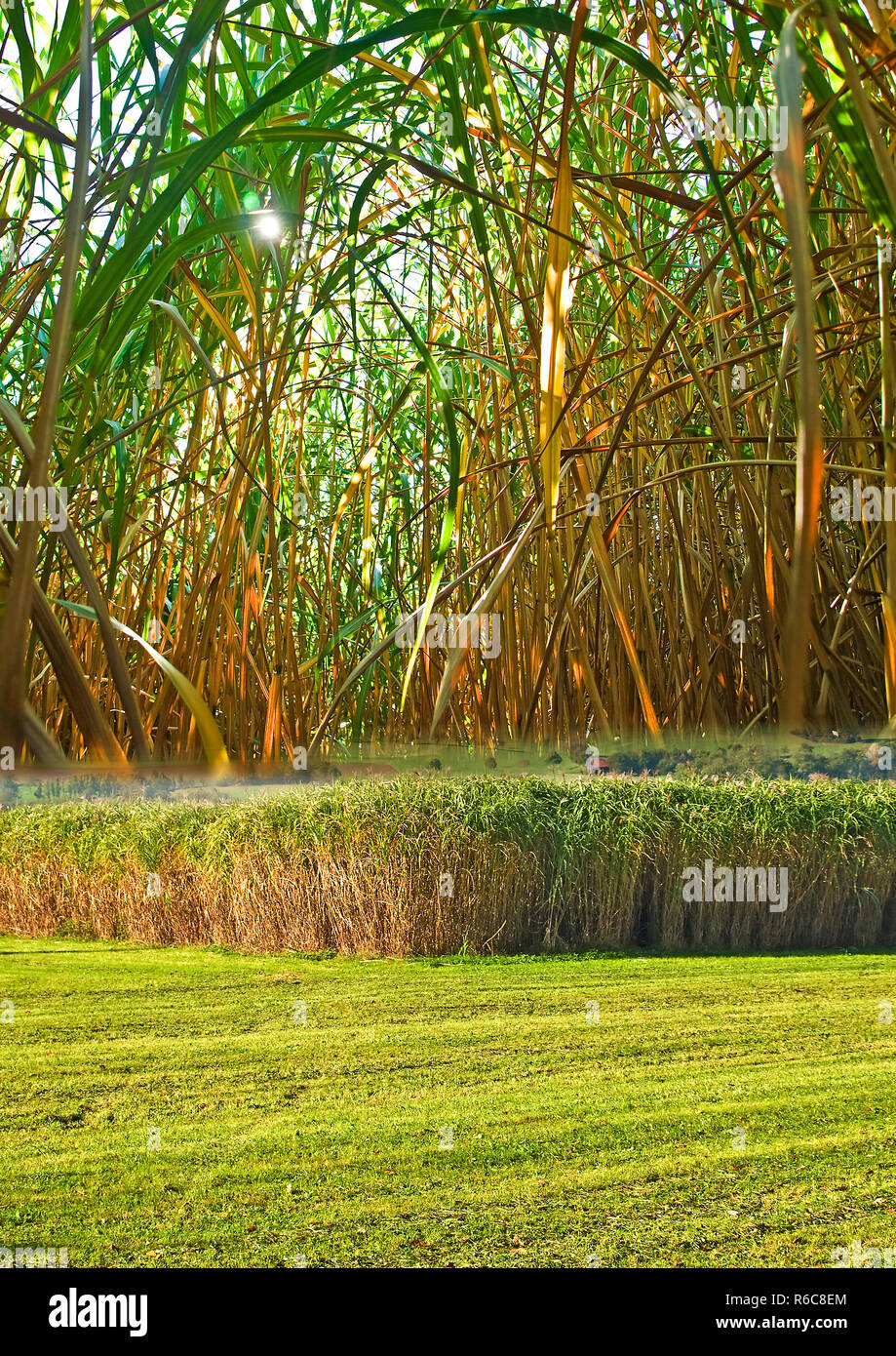 Switchgrass field hi-res stock photography and images - Alamy