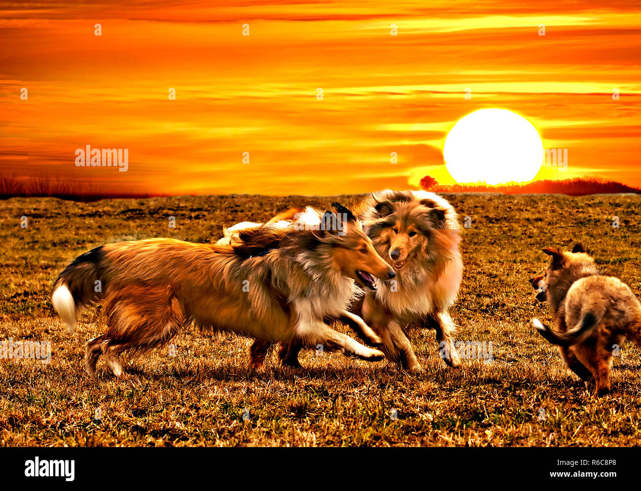 Playing during sunset hi-res stock photography and images - Alamy