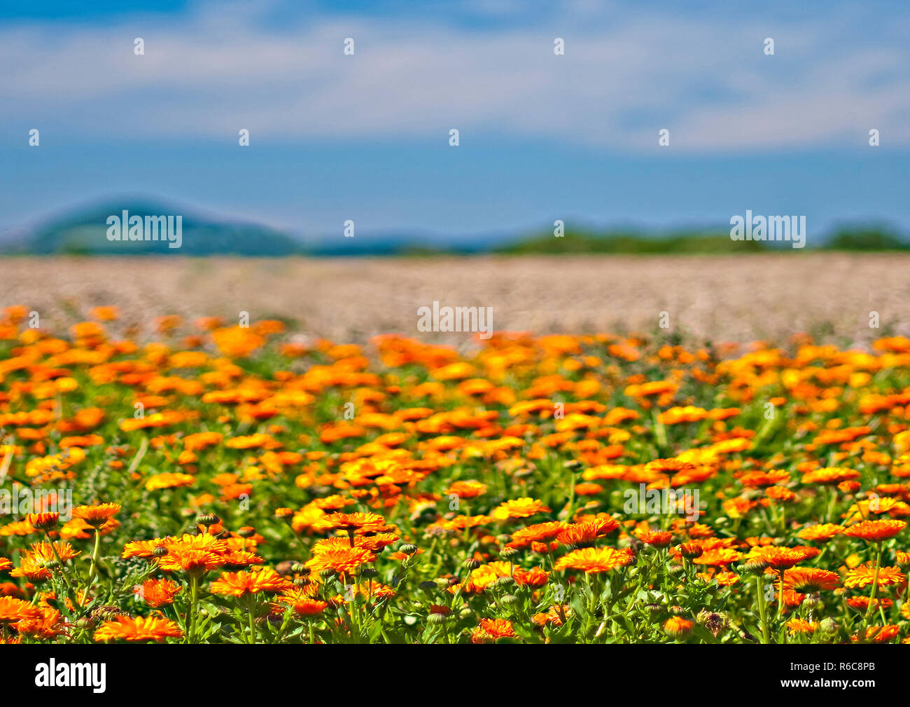 Calendula officinalis field hi-res stock photography and images - Alamy