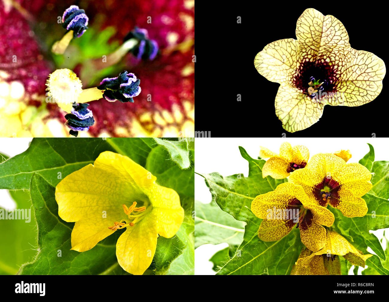 Black And Yellow Henbane, Medieval Medicine Plant Stock Photo - Alamy
