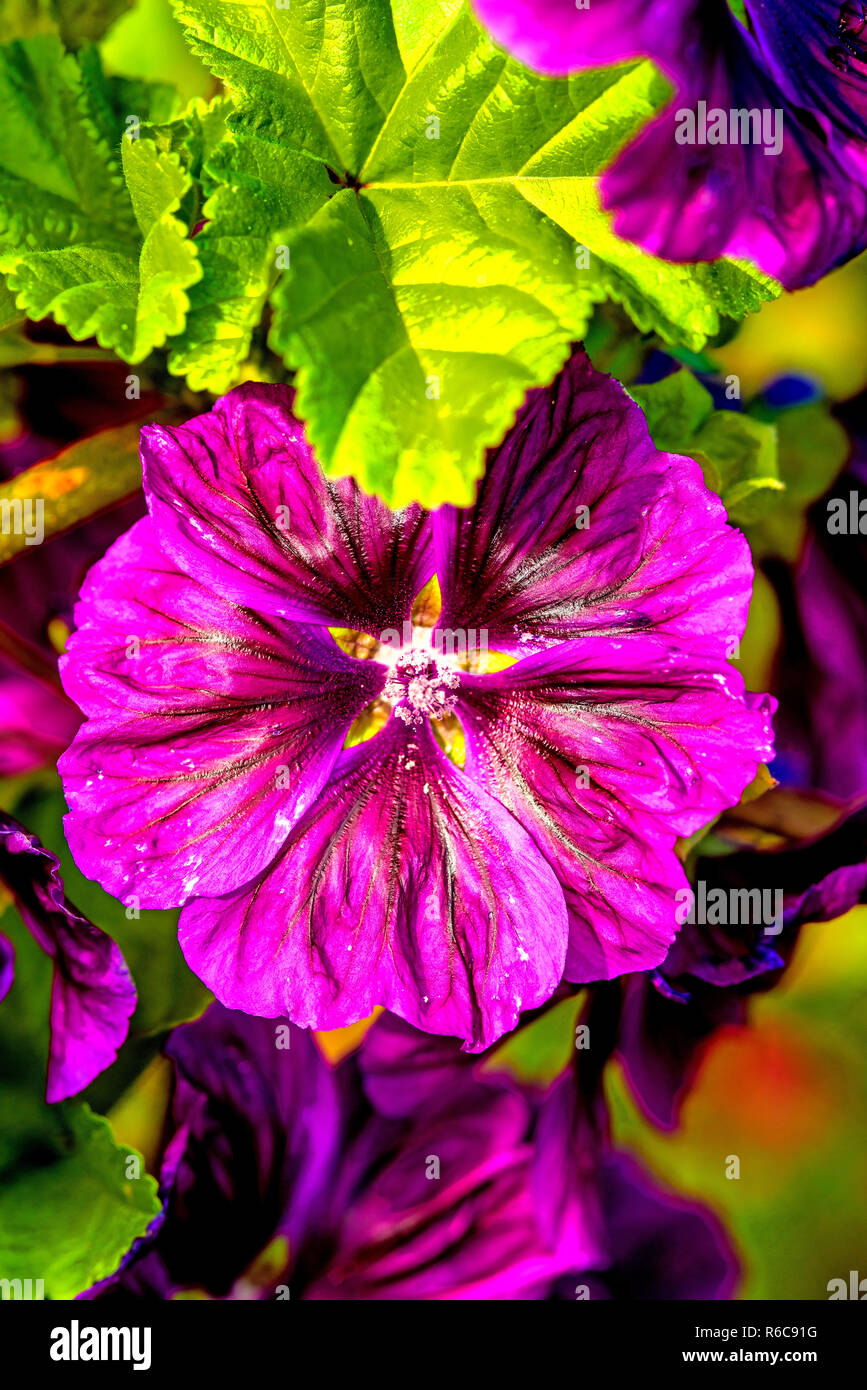 Mallow medicinal plant hi-res stock photography and images - Alamy