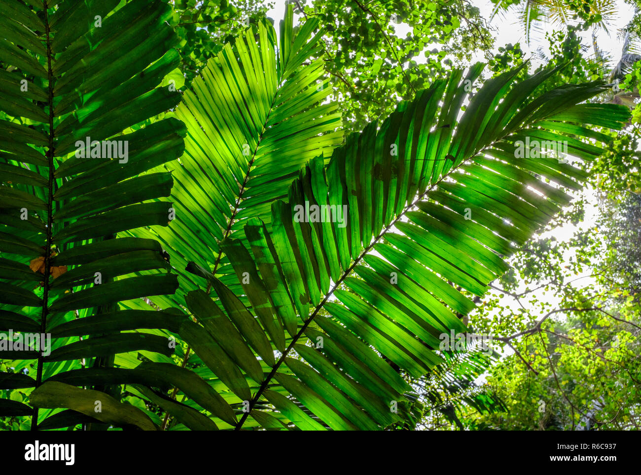 A walk through the lush jungle and limestone cliffs of Welchman Hall ...