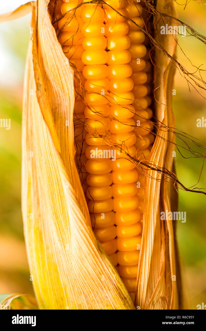 Ripe Corn With Peel Stock Photo - Alamy