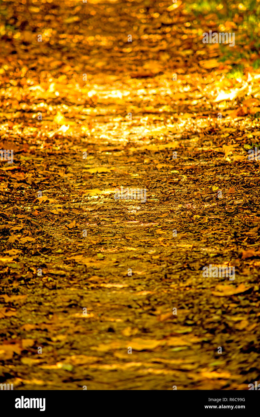 Sun blinking in autumnal leaves hi-res stock photography and images - Alamy