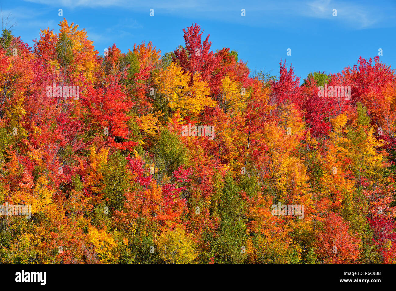 Autumn foliage in a mixed hardwood forest on a hillside, Greater ...