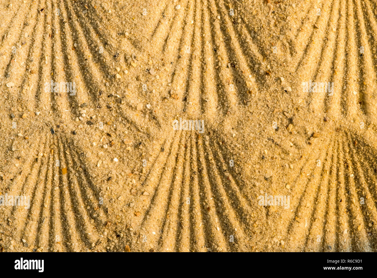 Scallop At A Beach Stock Photo - Alamy