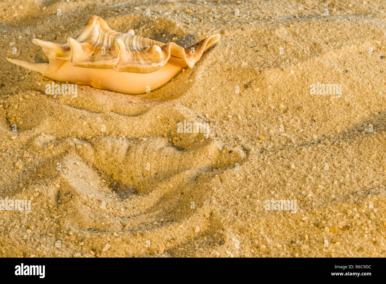 Snail At A Beach Stock Photo - Alamy