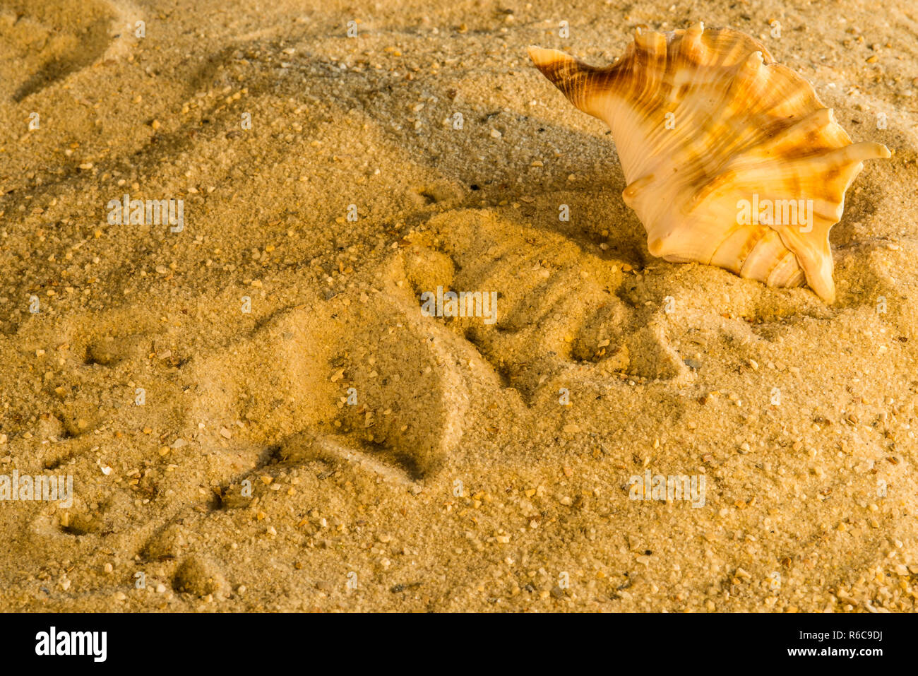 Snail At A Beach Stock Photo - Alamy