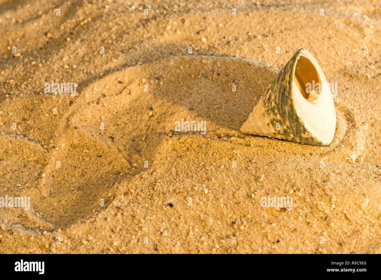 Snail At A Beach Stock Photo - Alamy