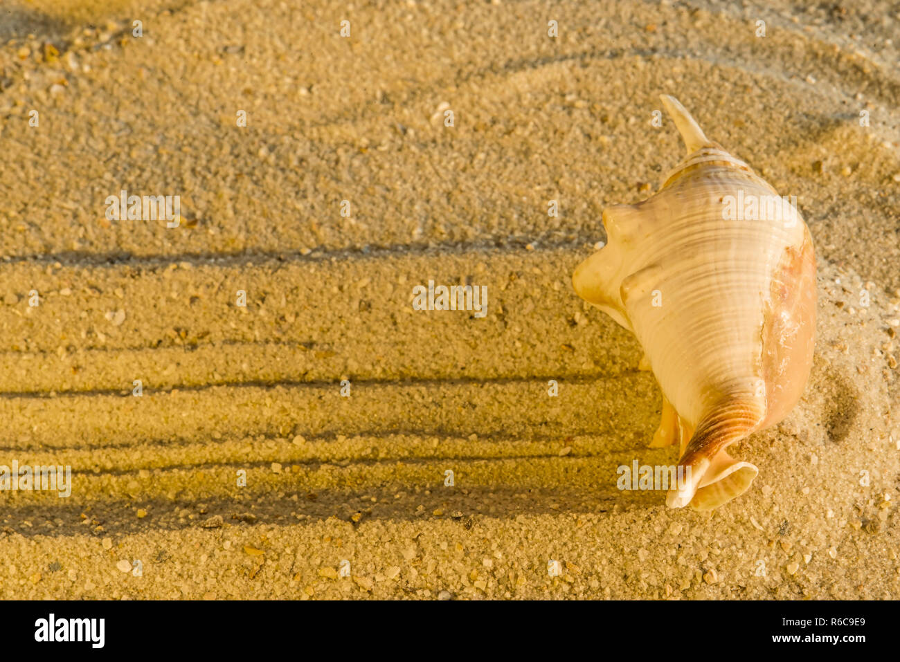 Snail At A Beach Stock Photo - Alamy