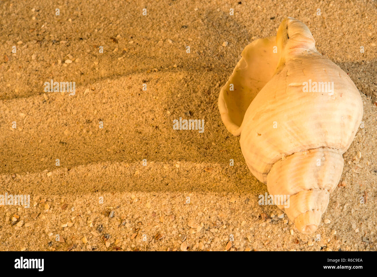 Snail At A Beach Stock Photo - Alamy