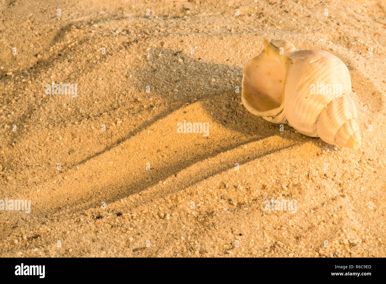 Snail At A Beach Stock Photo - Alamy