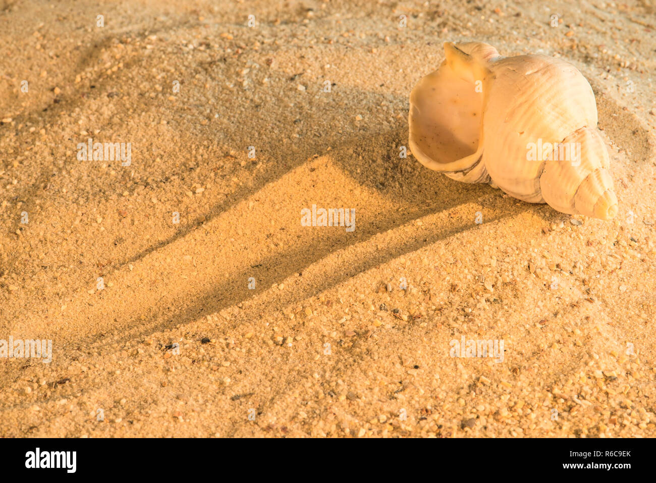 Snail At A Beach Stock Photo - Alamy