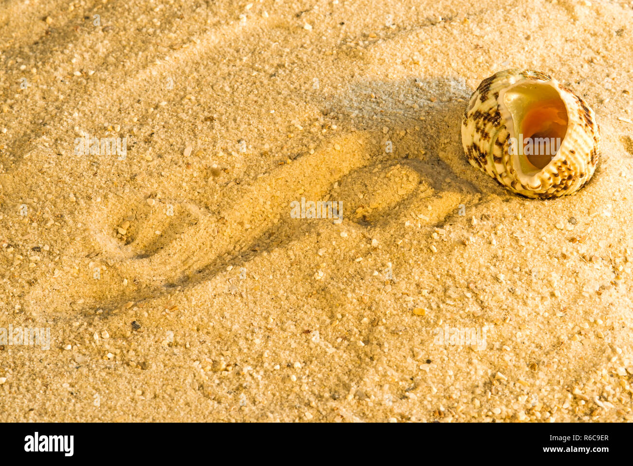 Snail At A Beach Stock Photo - Alamy