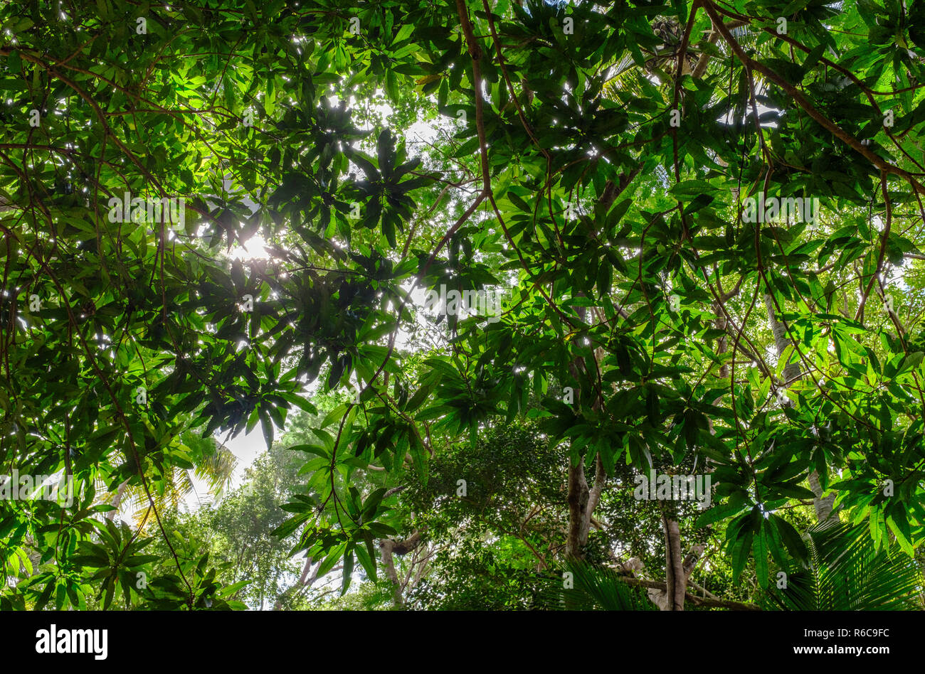 A walk through the lush jungle and limestone cliffs of Welchman Hall ...