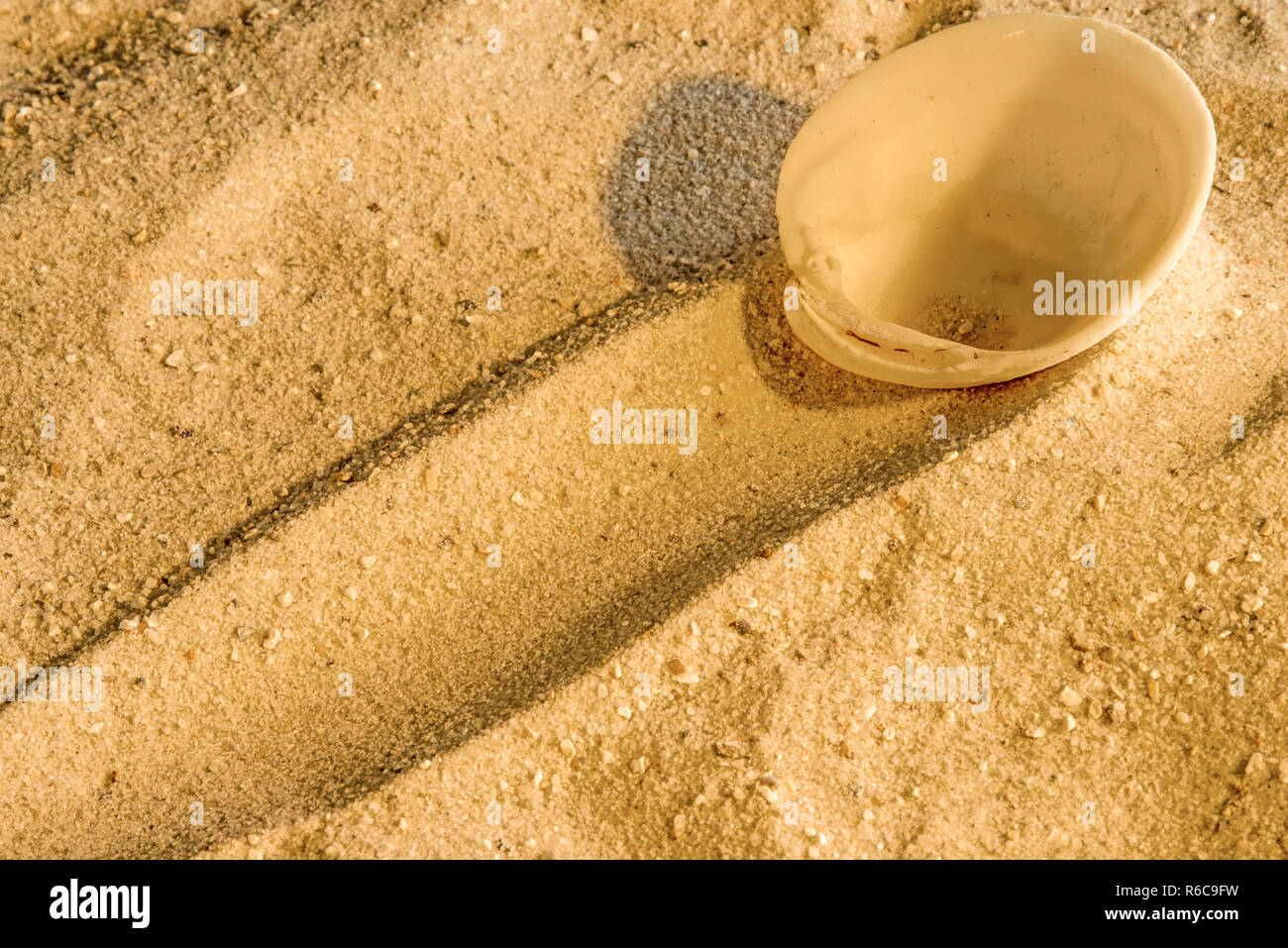 Shell At A Beach Stock Photo - Alamy