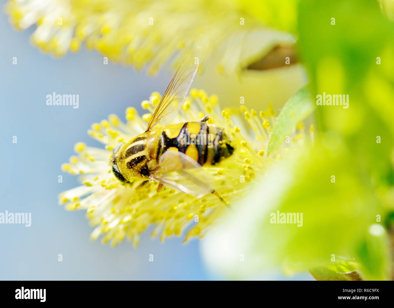German wasp collects pollen from plants.With warming the life of ...