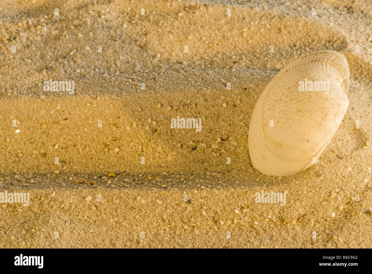 Shell At A Beach Stock Photo - Alamy