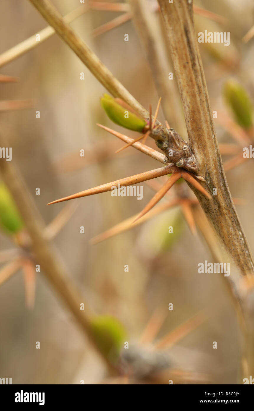 The thorns on the stems of plants.Thorns serve as protection for plants ...