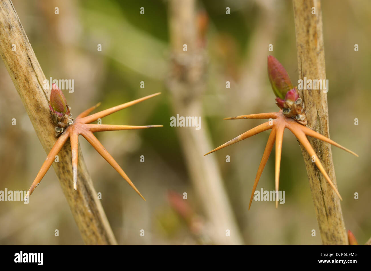 The thorns on the stems of plants.Thorns serve as protection for plants ...