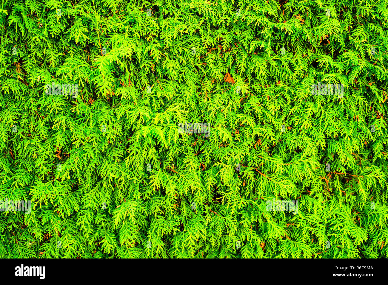 Thuja hedge hi-res stock photography and images - Alamy
