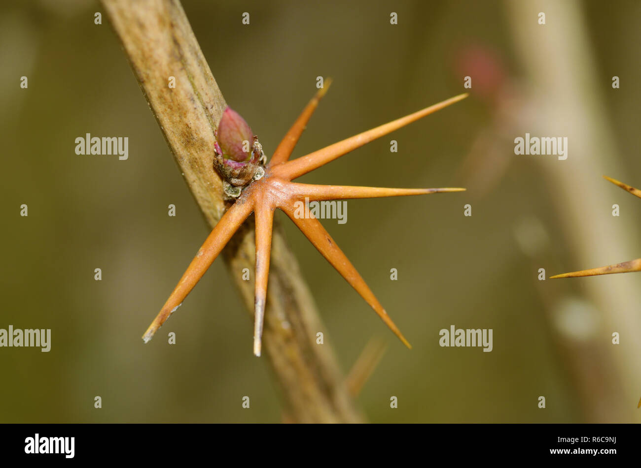 Which serve her protection hi-res stock photography and images - Alamy