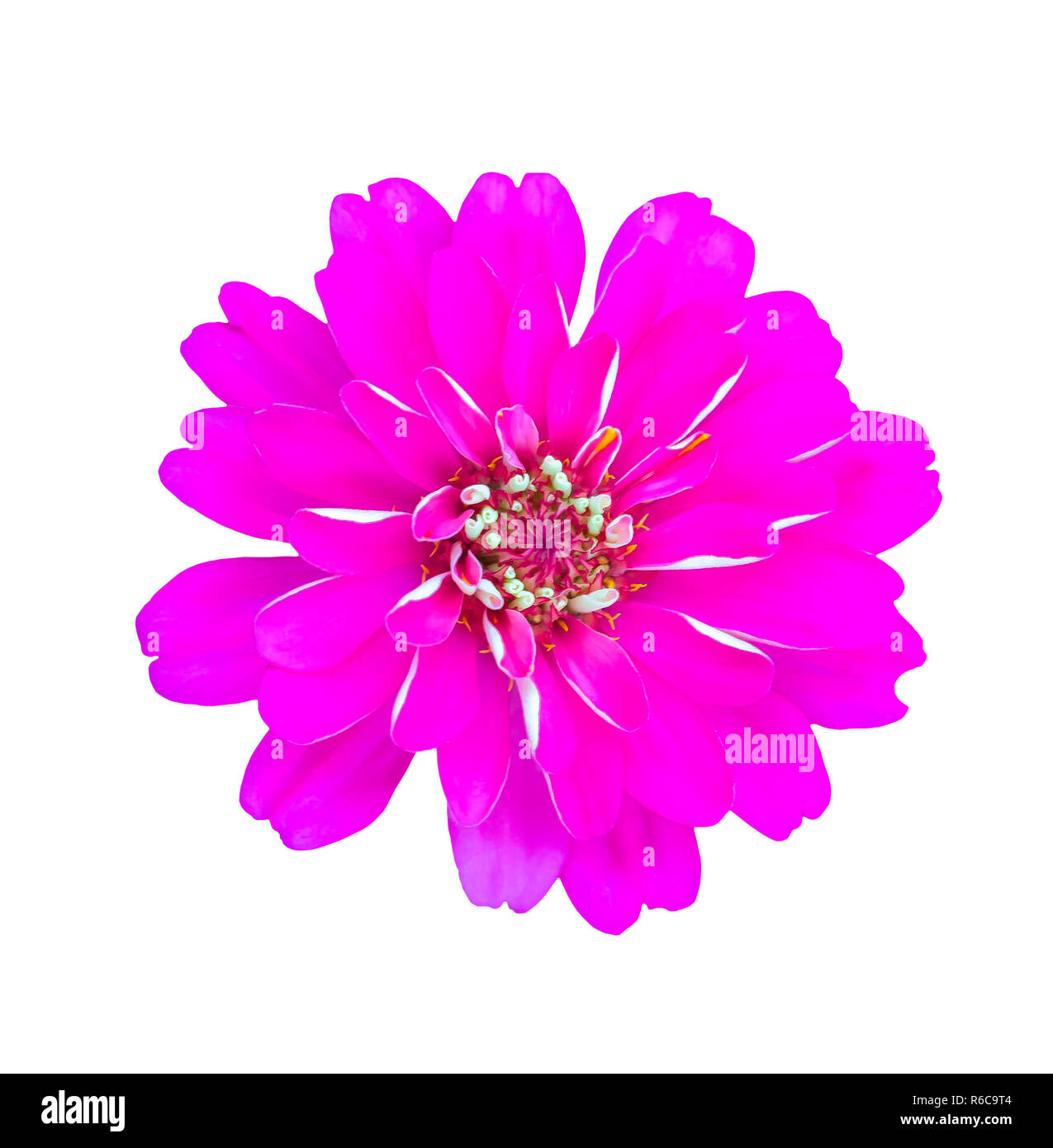 Pink flower isolated Stock Photo - Alamy
